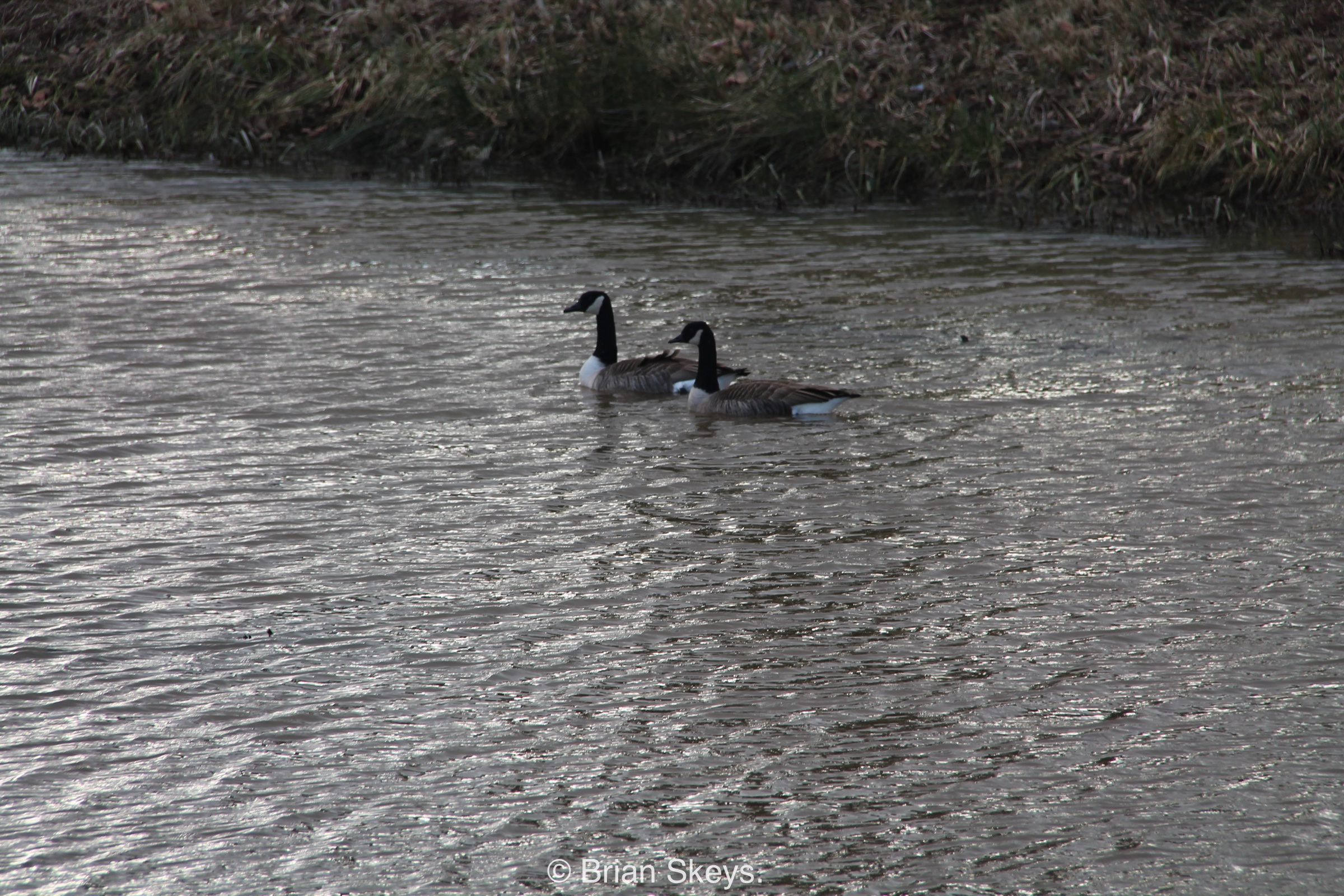 Croome Park. – brimfields.com