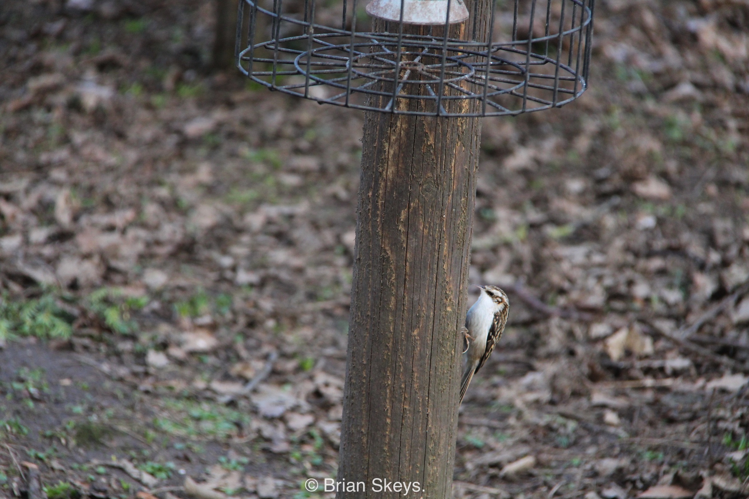 Croome Park. – brimfields.com