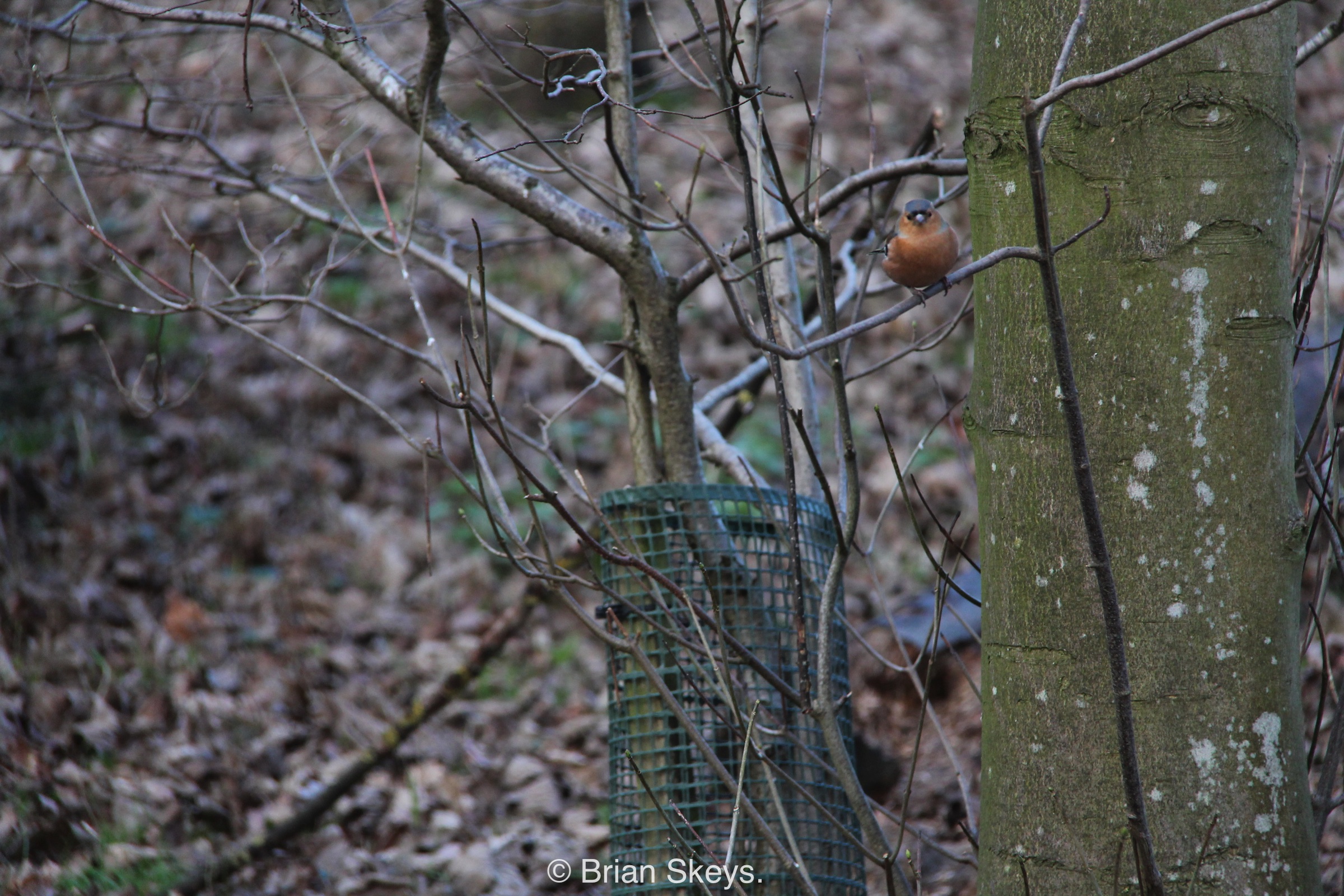 Croome Park. – brimfields.com
