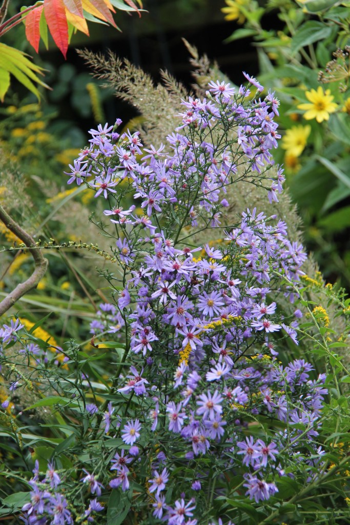 Plant of the month. – brimfields.com
