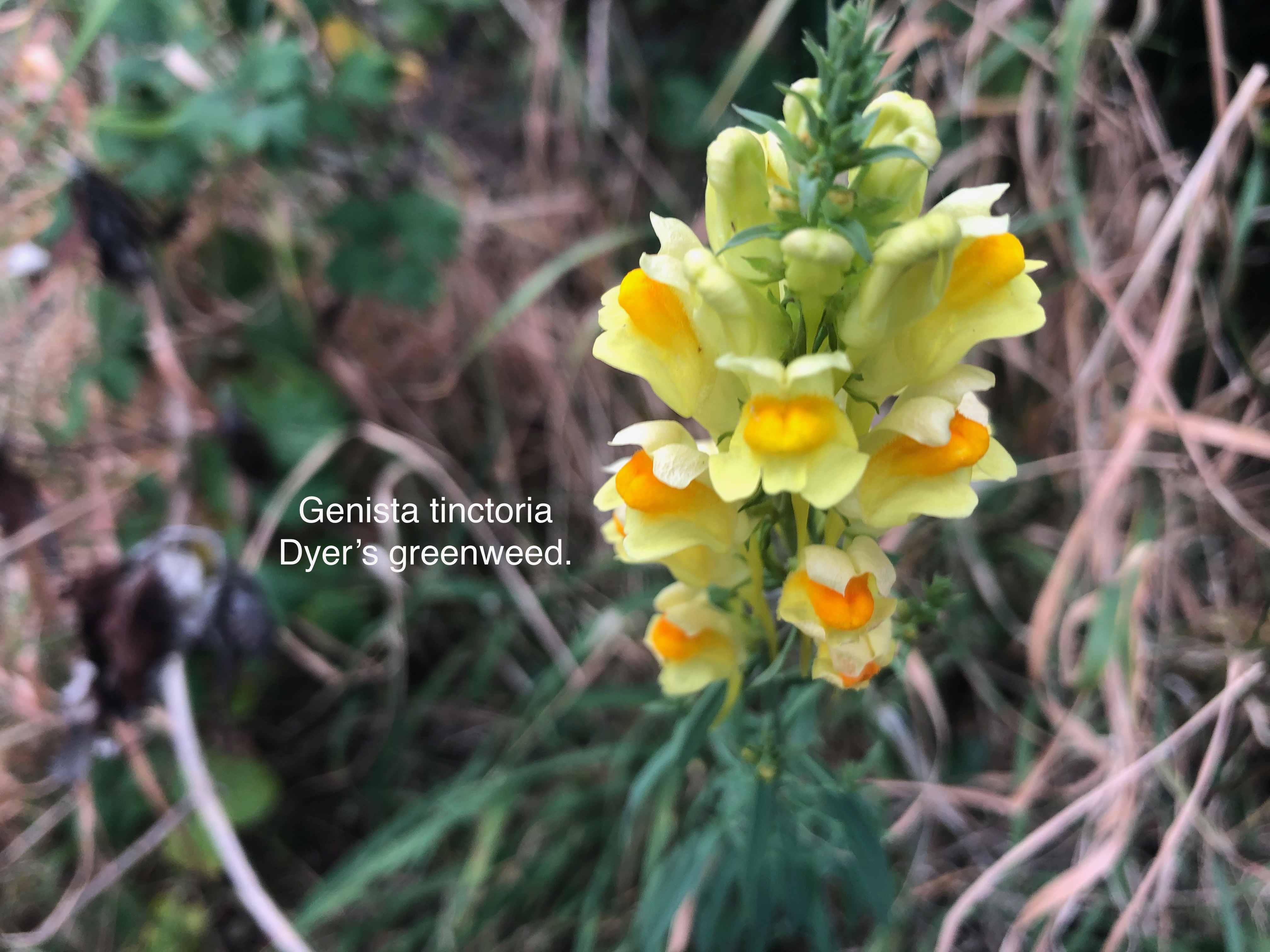 St Wulstan’s Nature Reserve. – brimfields.com