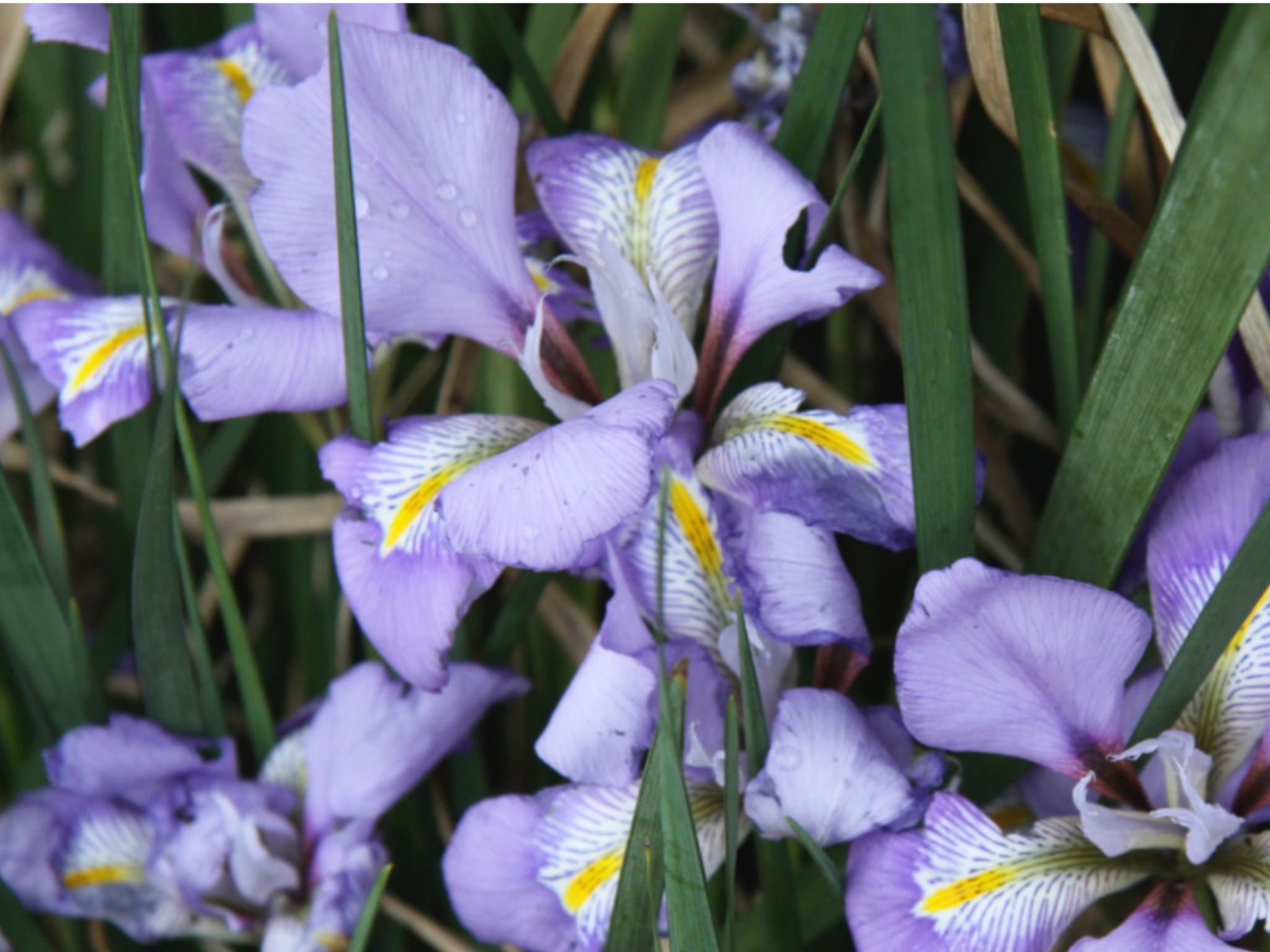 A seasonal delight – in winter. – brimfields.com