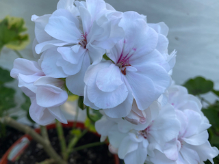 Preparing Pelargoniums for Winter. – brimfields.com